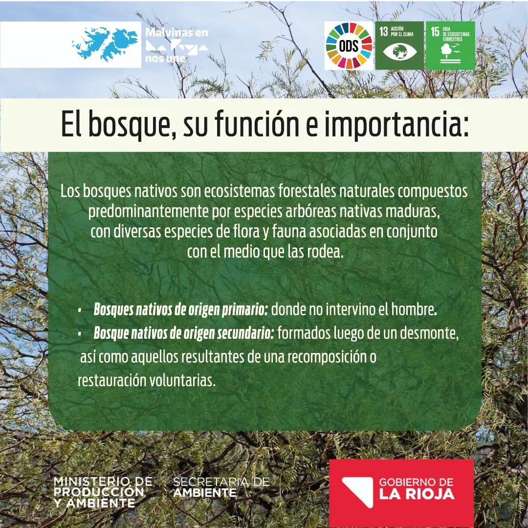 Los bosques nativos son esenciales para la vida en la Tierra ...
